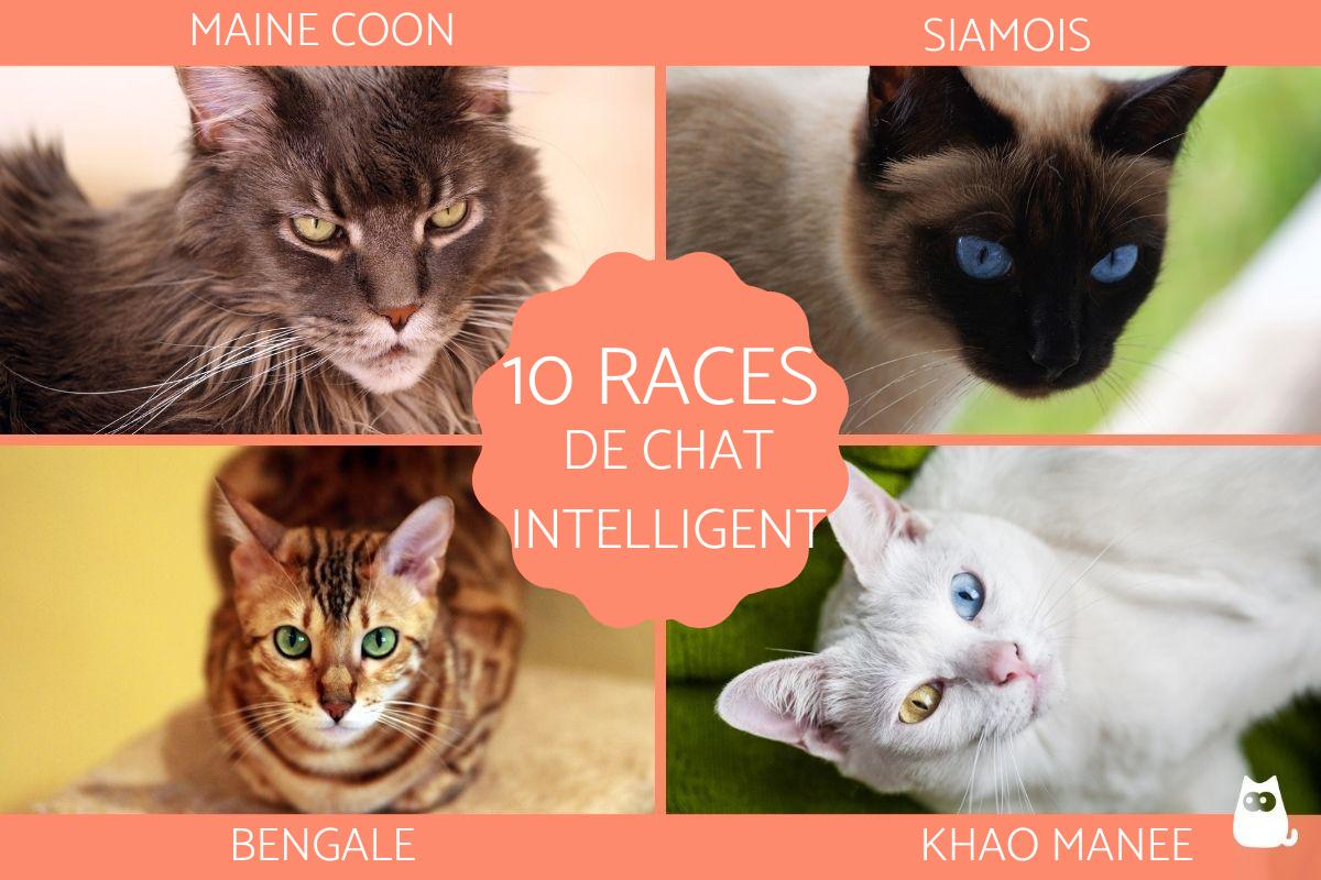 Les 10 races de CHATS les plus INTELLIGENTS - Vidéos et PHOTOS