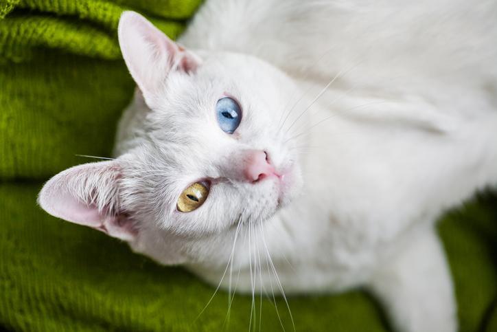 Les 10 races de CHATS les plus INTELLIGENTS - Vidéos et PHOTOS