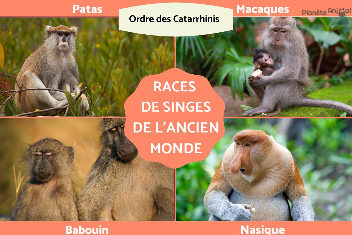 Les DIFFÉRENTS TYPES de SINGES - Noms de SINGES et leur classification