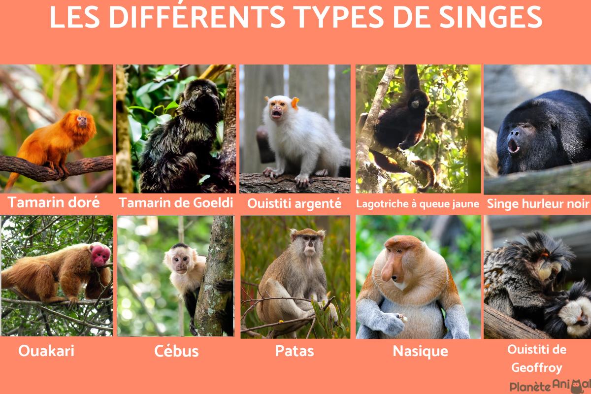 Types De Noms De Singes Homme Et Singe – Points De Convergence Et De