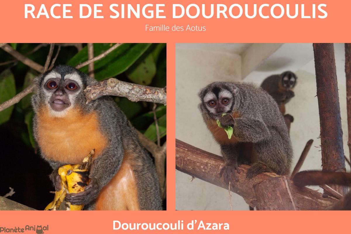 Les DIFFÉRENTS TYPES de SINGES - Noms de SINGES et leur classification