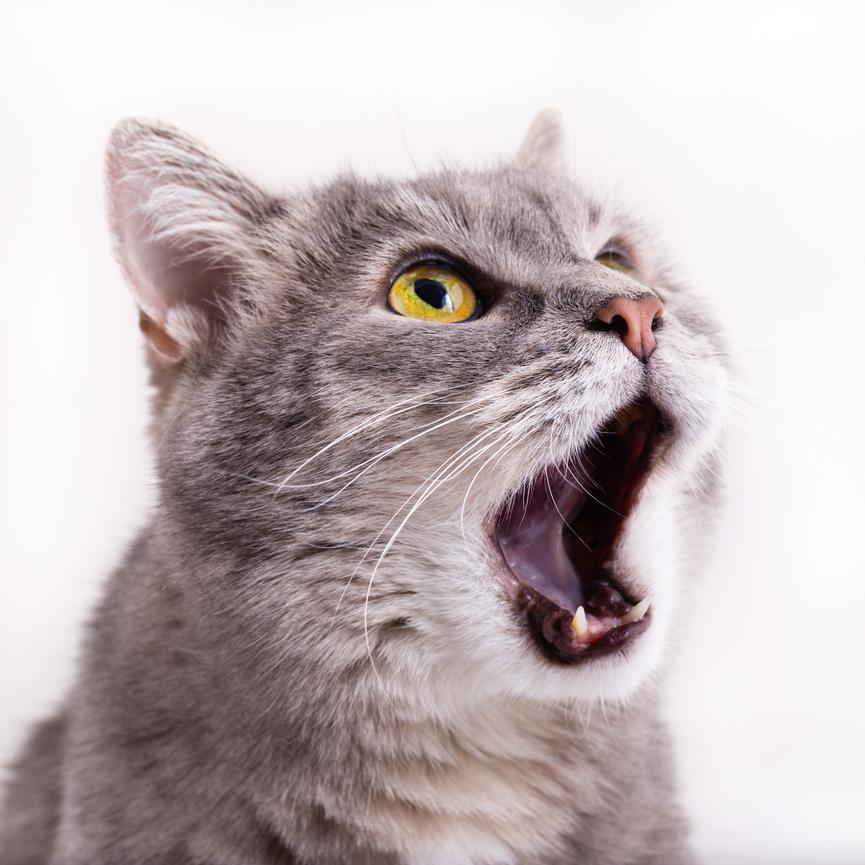 Pourquoi mon chat ne sait pas miauler