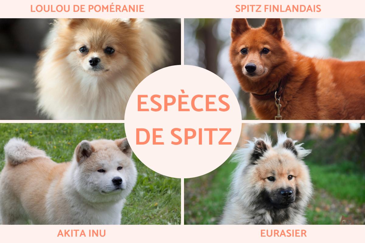 Espèces de Spitz - LISTE COMPLÈTE (avec PHOTOS)