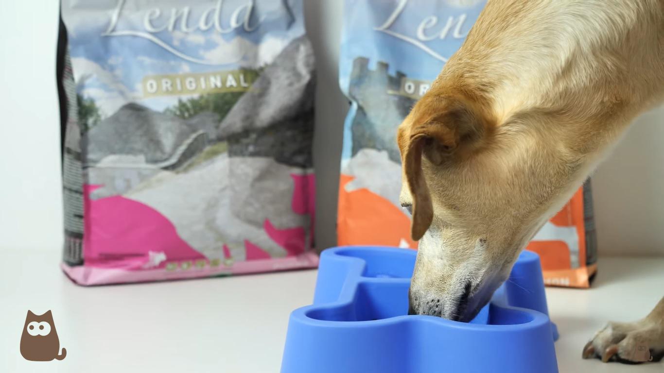 10 MEILLEURES CROQUETTES pour CHIEN - Découvrez-les
