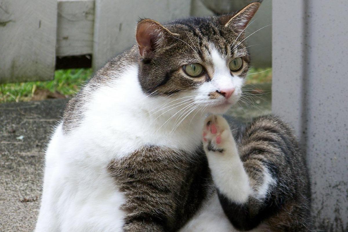 ALLERGIE CHEZ LE CHAT - Symptômes et traitement