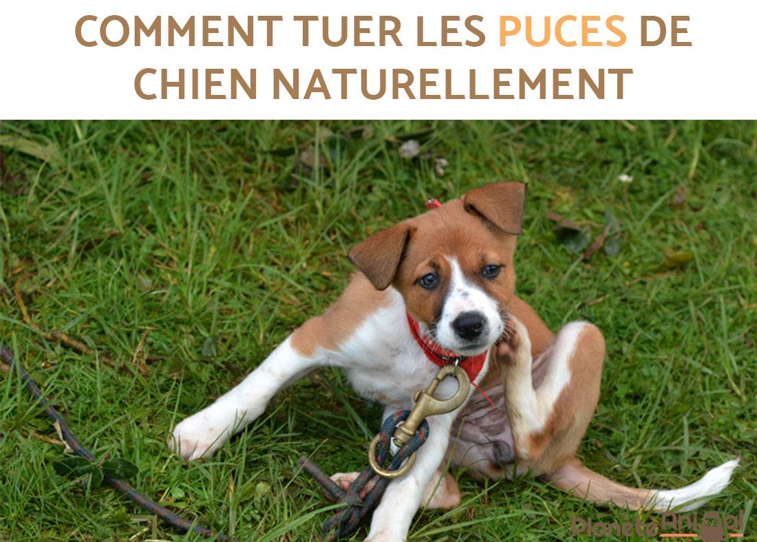 Comment tuer les puces de chien naturellement