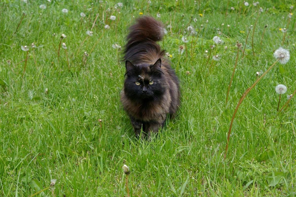 ALLERGIE CHEZ LE CHAT - Symptômes et traitement