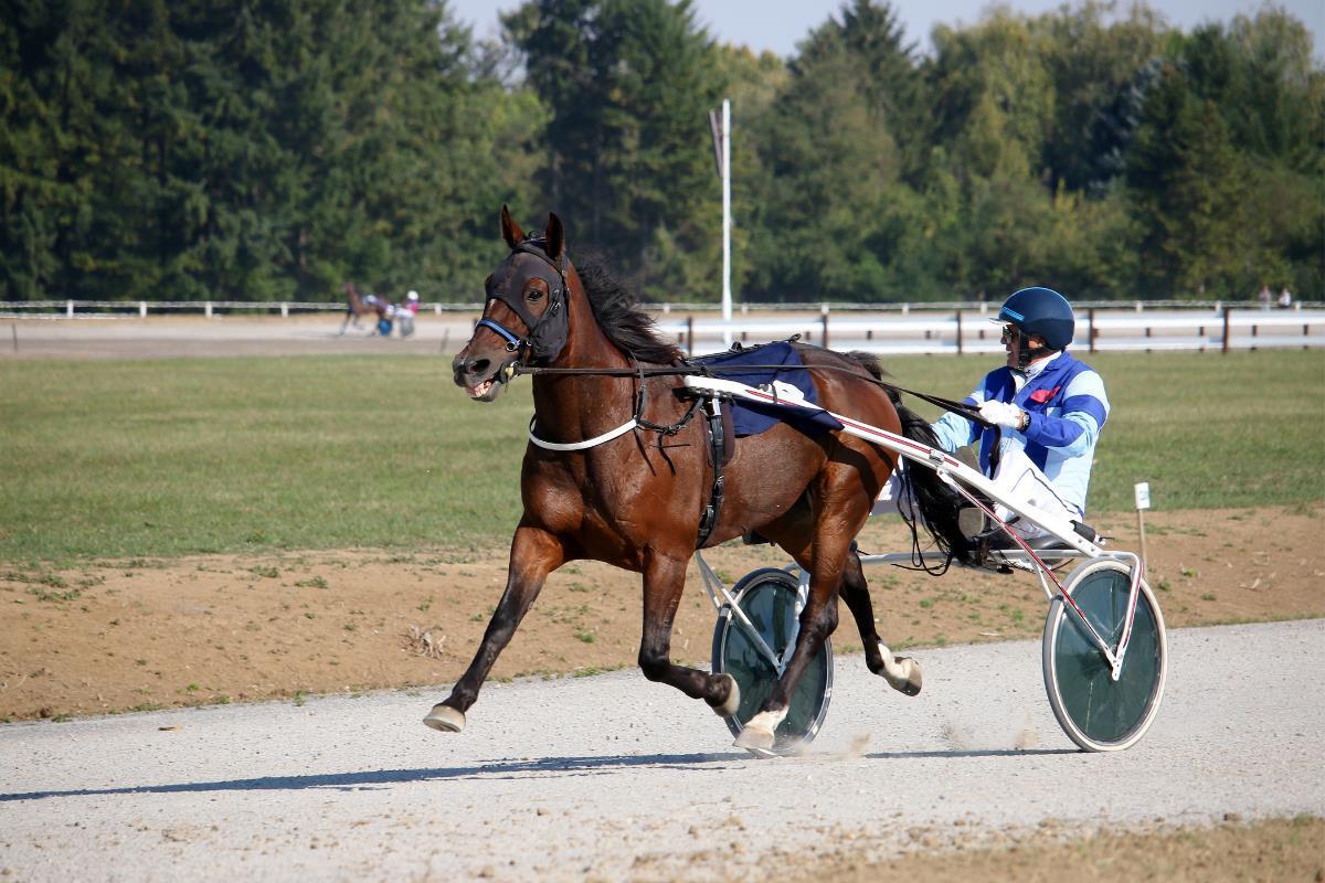 Disciplines équestres