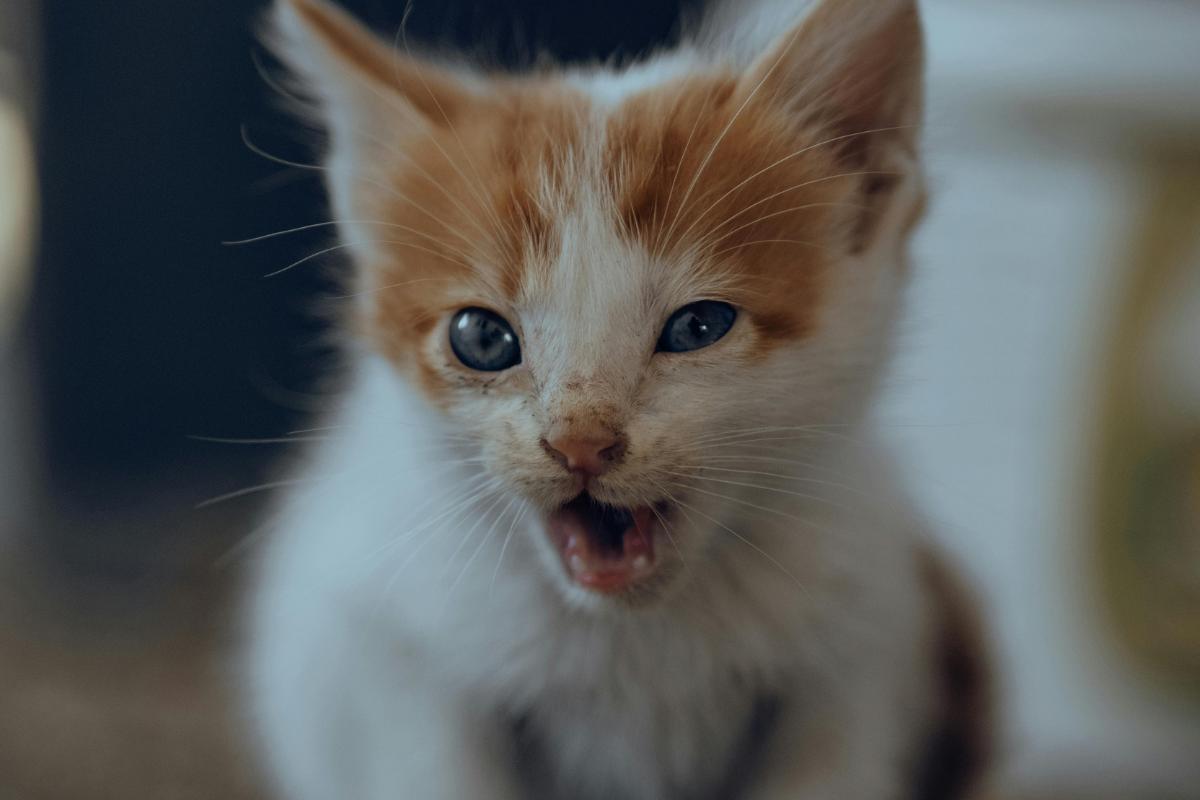 7 Types de sons et de cris du chat