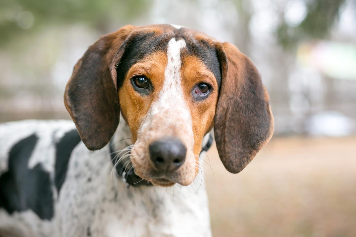 15 RACES de CHIENS COURANTS - NOMS des races de chiens de chasse avec ...