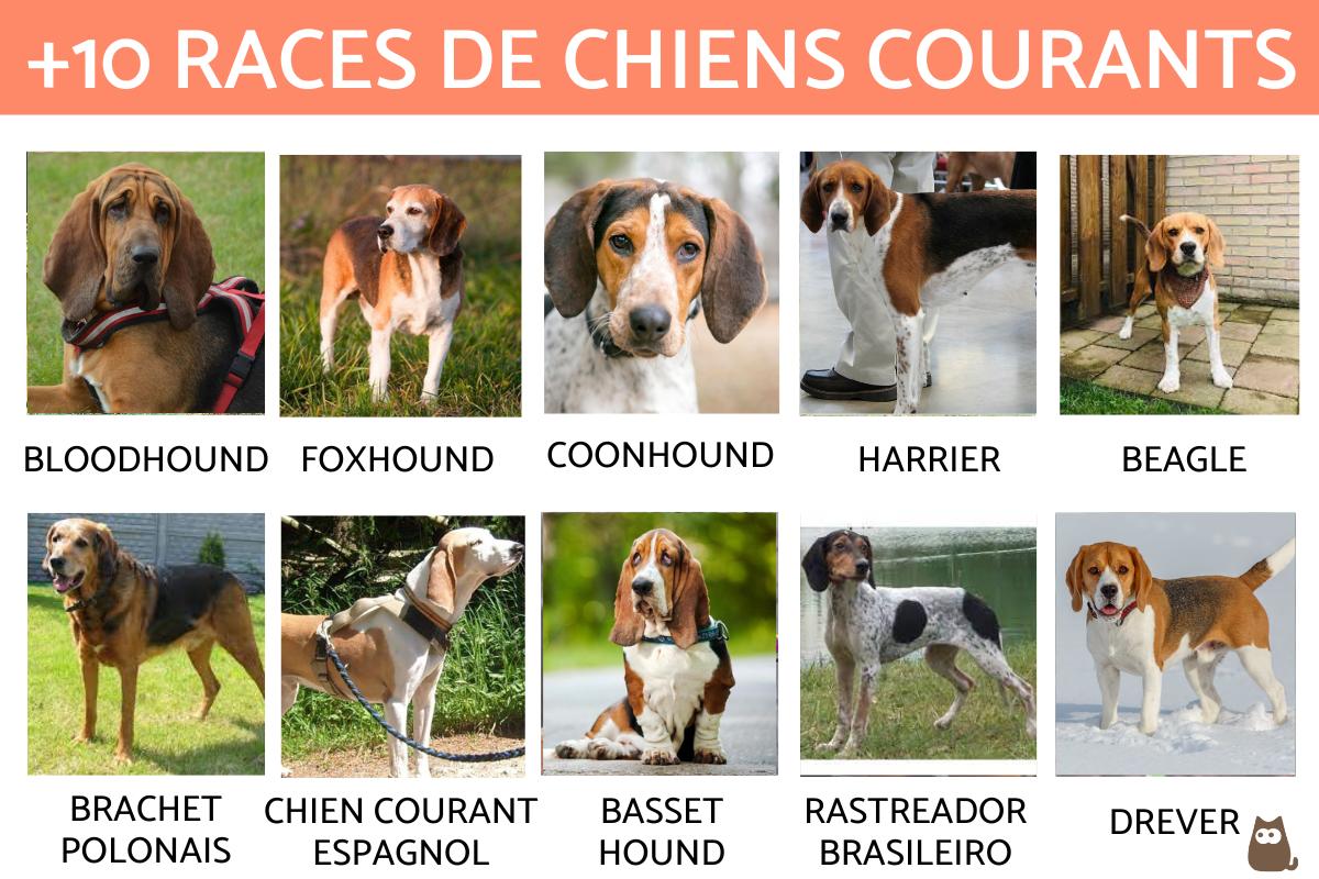 15 RACES de CHIENS COURANTS - NOMS des races de chiens de chasse avec ...