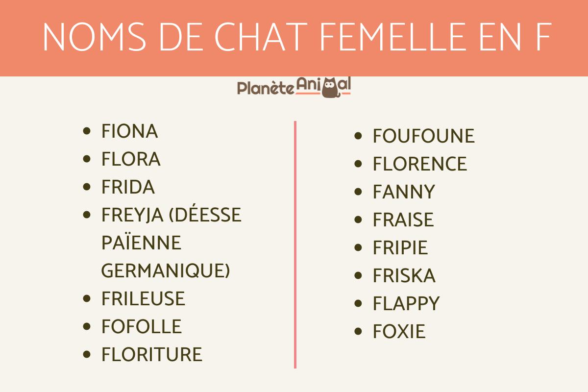 IDÉES de NOMS de CHATS FEMELLES - Plus de 400 IDÉES