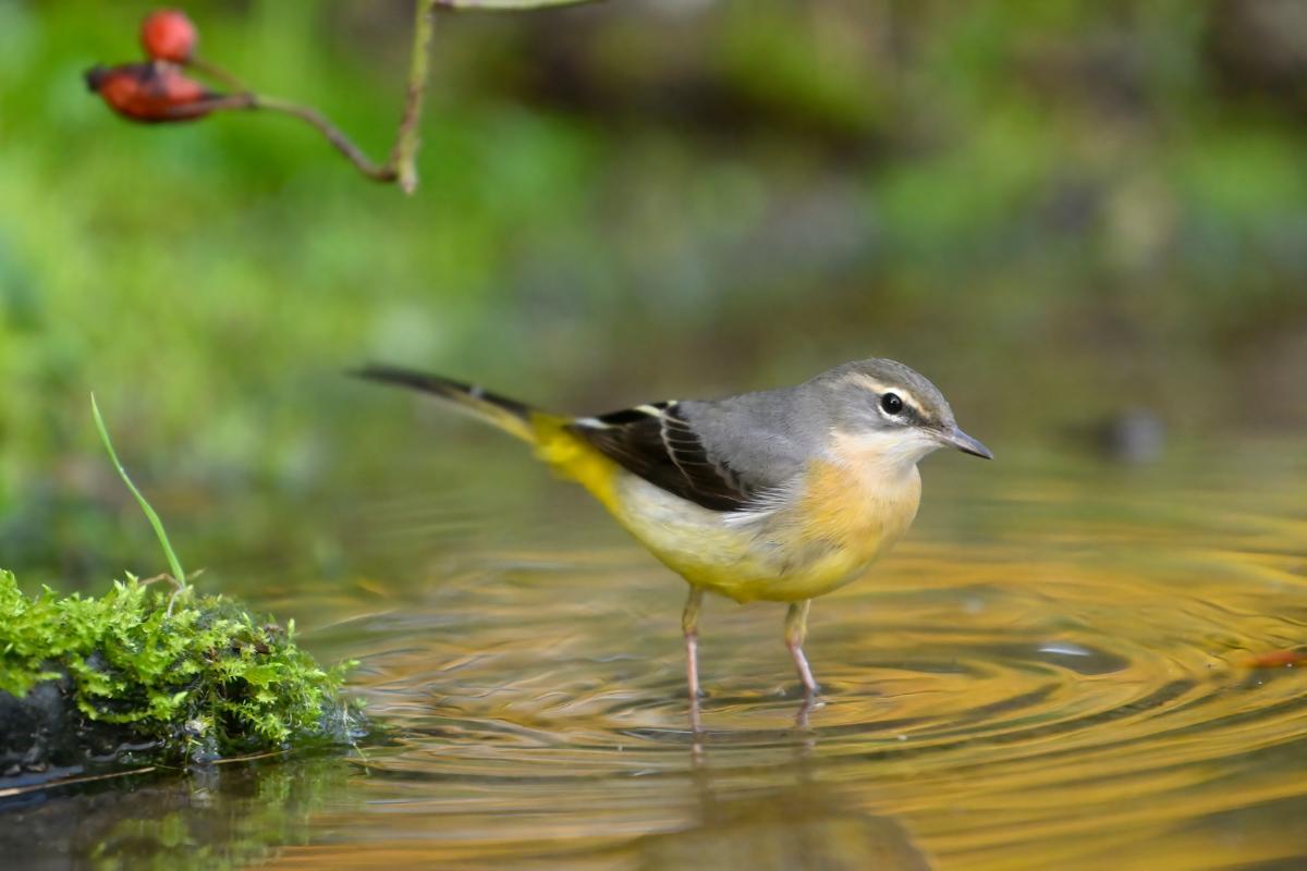 10 Oiseaux de Tenerife (avec PHOTOS)