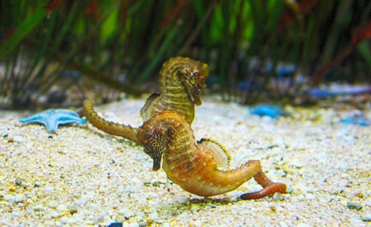 REPRODUCTION de l'HIPPOCAMPE - exposé sur les hippocampes
