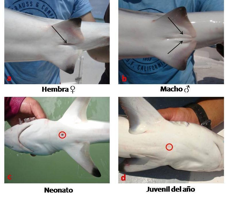 Comment les requins se reproduisent