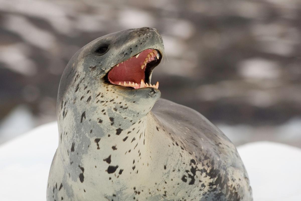 Léopards des mers : taille, habitat et prédateurs