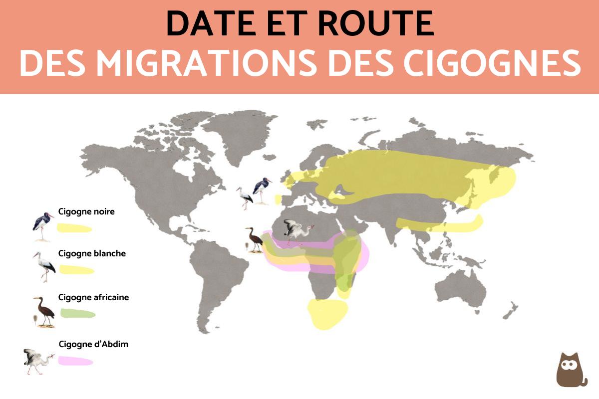 Migration des cigognes : Date et route