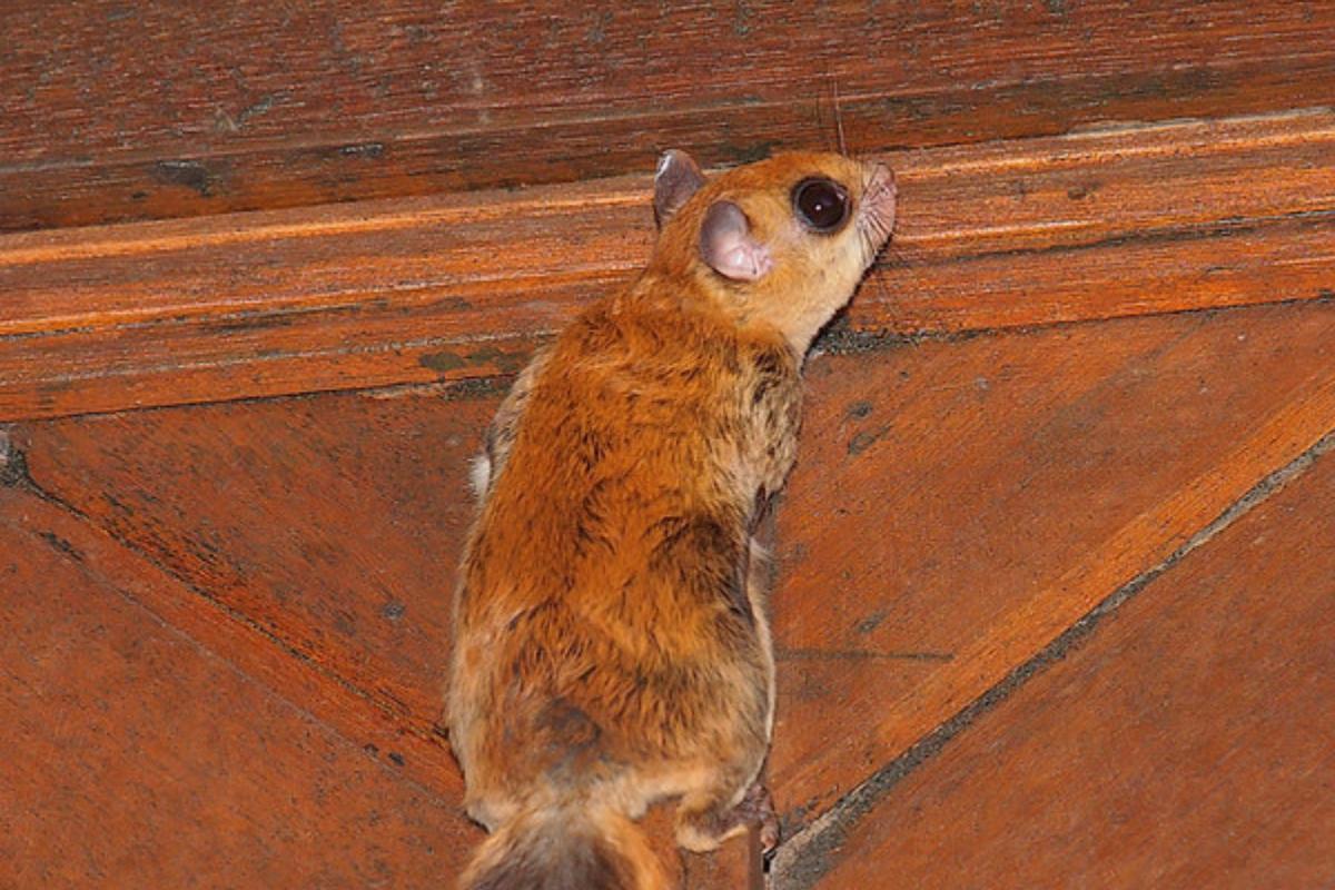 Écureuils volants : types et photos