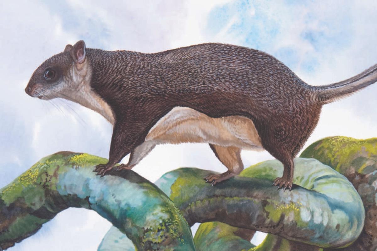 Écureuils volants : types et photos