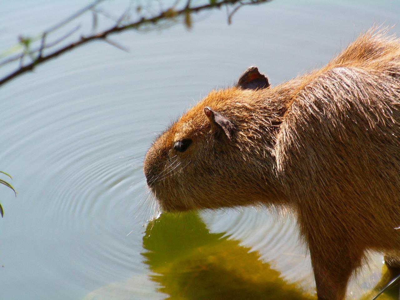 Comment prendre soin d'un capybara