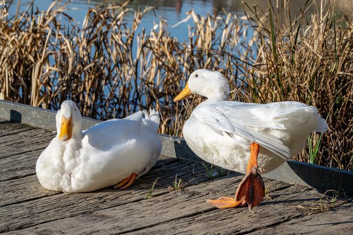 +20 RACES de Canards - Domestiques et Sauvages (Avec des PHOTOS)