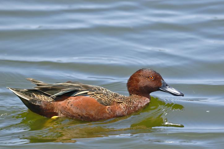 +20 RACES de Canards - Domestiques et Sauvages (Avec des PHOTOS)