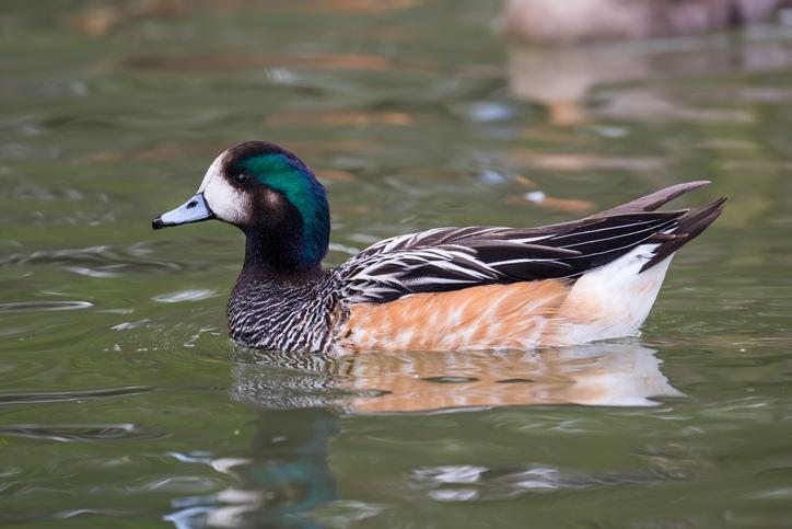 +20 RACES de Canards - Domestiques et Sauvages (Avec des PHOTOS)
