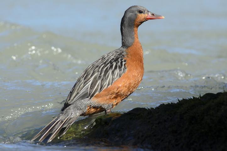 +20 RACES de Canards - Domestiques et Sauvages (Avec des PHOTOS)