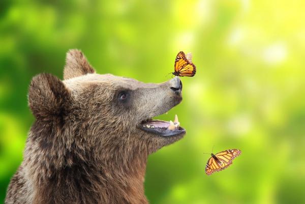 Exemples d'animaux vertébrés et invertébrés - On vous explique tout