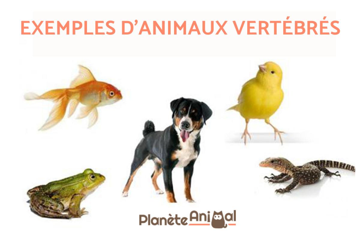 Exemples d'animaux vertébrés et invertébrés - On vous explique tout
