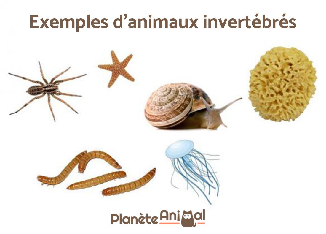 Exemples d'animaux vertébrés et invertébrés - On vous explique tout