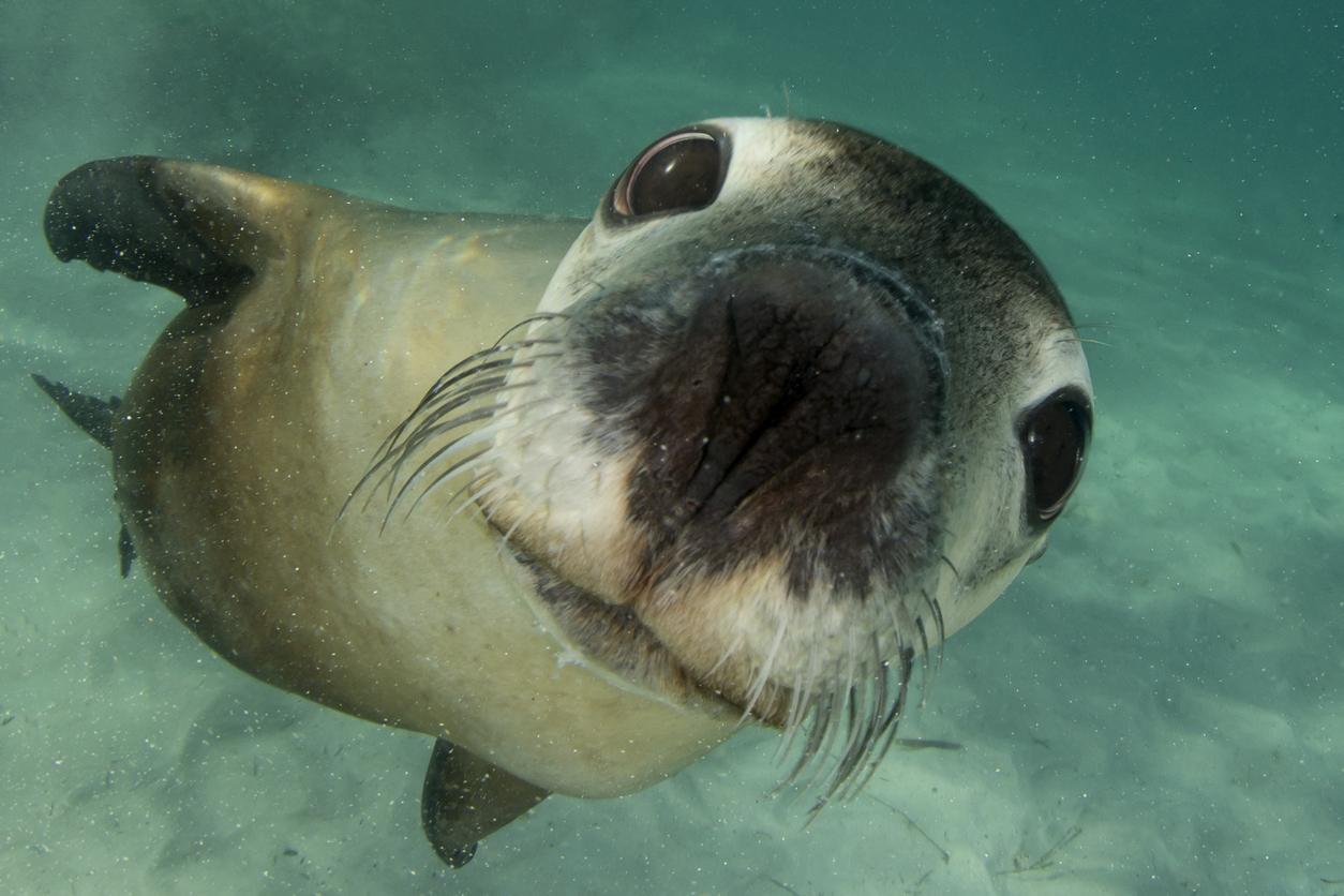 Animaux d'Océanie - TOP 20 avec PHOTOS