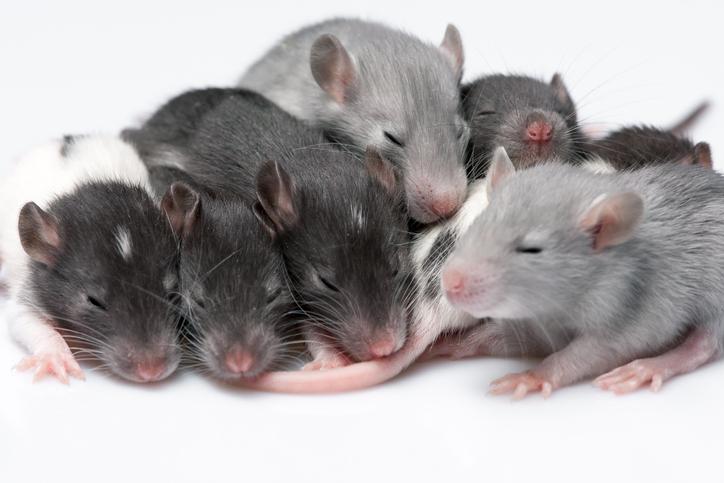 Tout savoir sur la reproduction des RATS