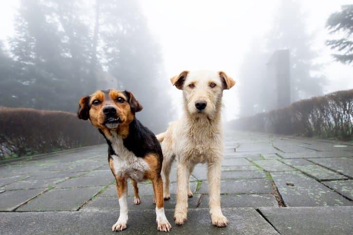 Durée de vie d'un chien croisé - Tout savoir