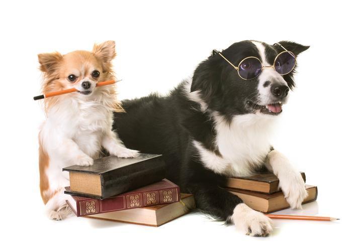 La liste des chiens les plus intelligents selon Stanley Coren