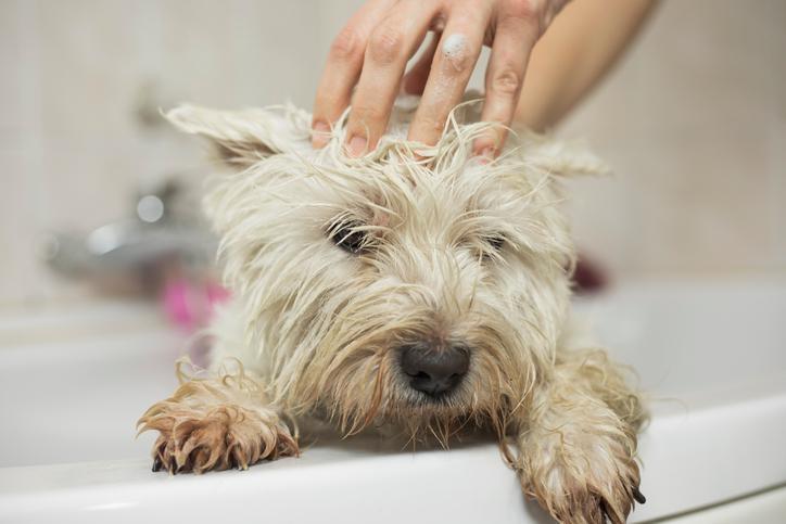 Dermatite chez le chien - Types avec PHOTOS, Symptômes et Traitement