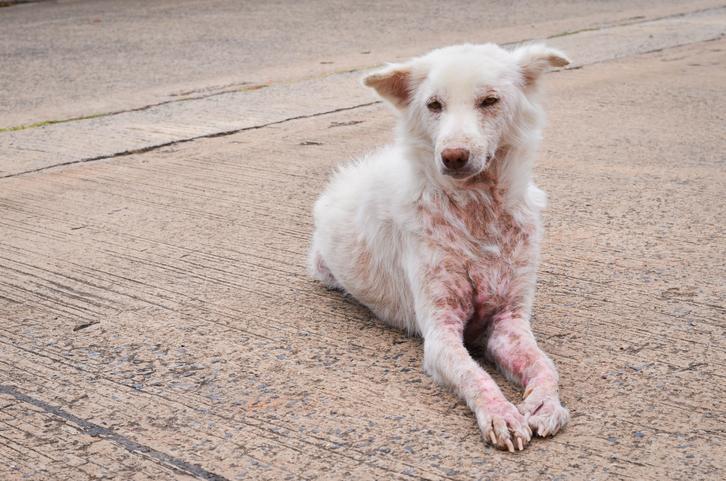 Dermatite chez le chien - Types avec PHOTOS, Symptômes et Traitement