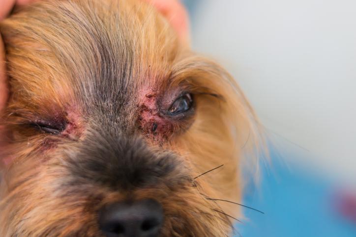 Dermatite chez le chien - Types avec PHOTOS, Symptômes et Traitement