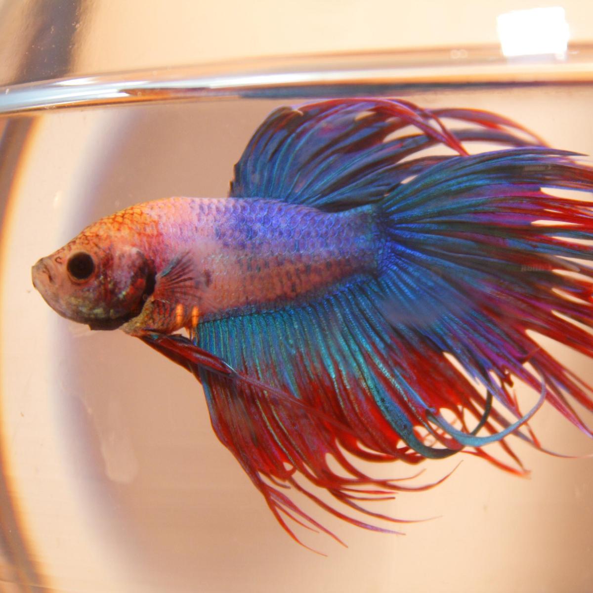 Les soins du poisson Betta