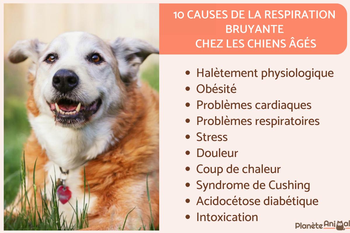RESPIRATION BRUYANTE chez les CHIENS ÂGÉS - Causes et que faire