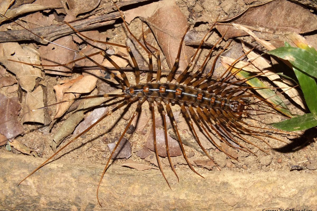 25 TYPES de MILLE-PATTES - Avec PHOTOS