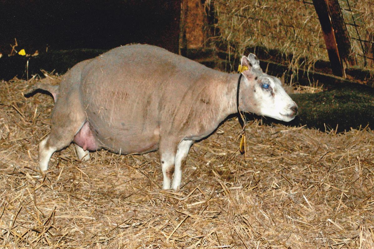 GESTATION de la BREBIS - TEMPS et MOIS