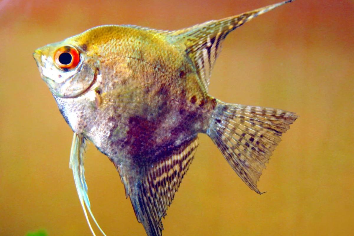 10 Types de scalaires - NOMS et PHOTOS