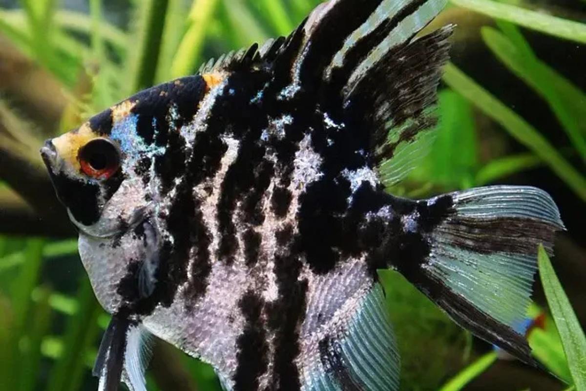 10 Types de scalaires - NOMS et PHOTOS