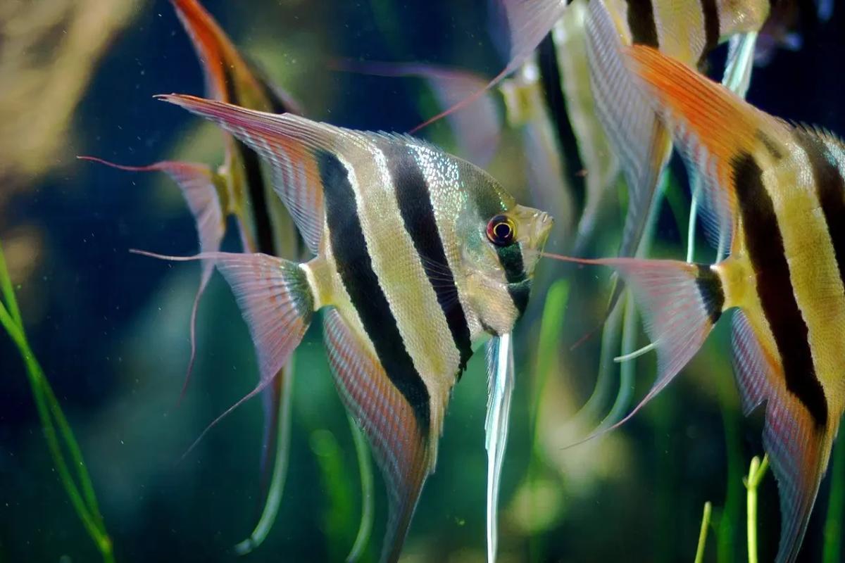 10 Types de scalaires - NOMS et PHOTOS