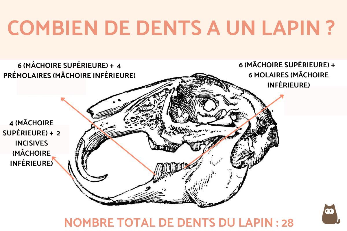 Combien de dents a un lapin