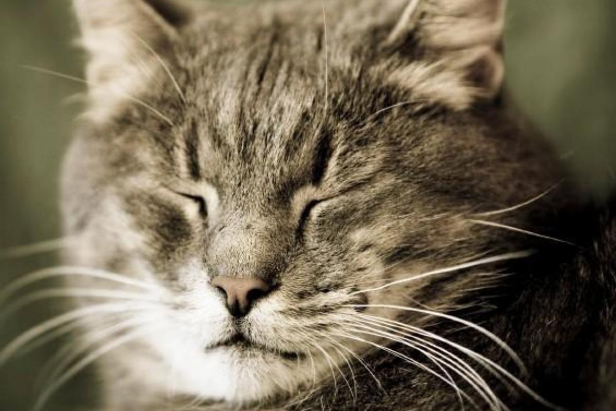 Vieux chat - Alimentation et soins