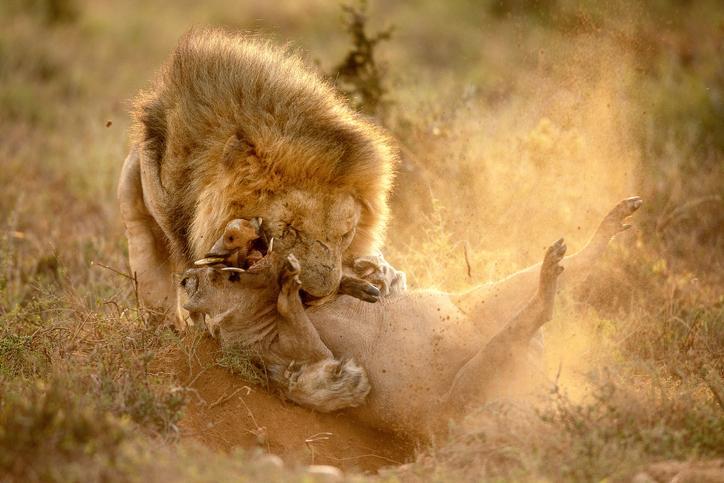 Comment le lion CHASSE-t-IL ? - Caractéristiques et stratégies