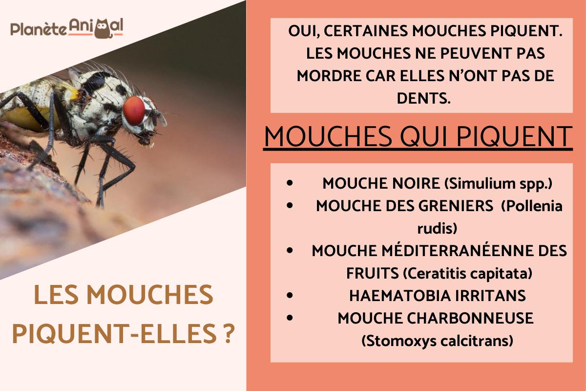 Les mouches piquent-elles