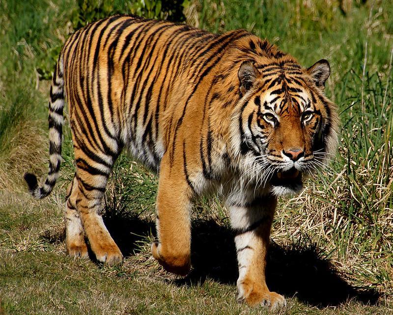 Poids d'un tigre - Bébé, adulte, mâle et femelle